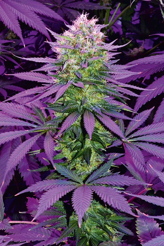Steves ultimativer Ratgeber: Autoflowering-Cannabis (Teil 2) - grow ... Steves ultimativer Ratgeber: Autoflowering-Cannabis (Teil 2) - grow ...